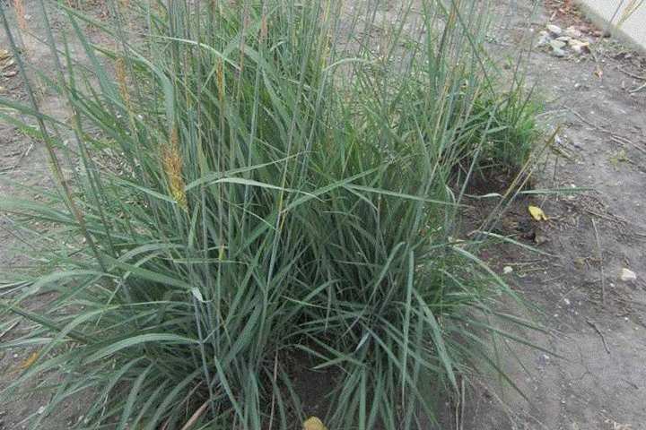 Indian Grass | MSD
